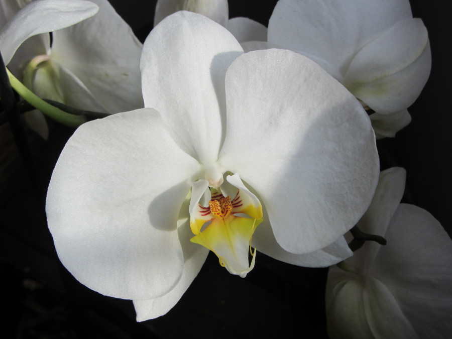 Orchidea Fiore dalle molteplici varietà della famiglia delle ...