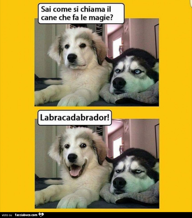 Sai come si chiama il cane che fa le magie? Labracadabrador ...
